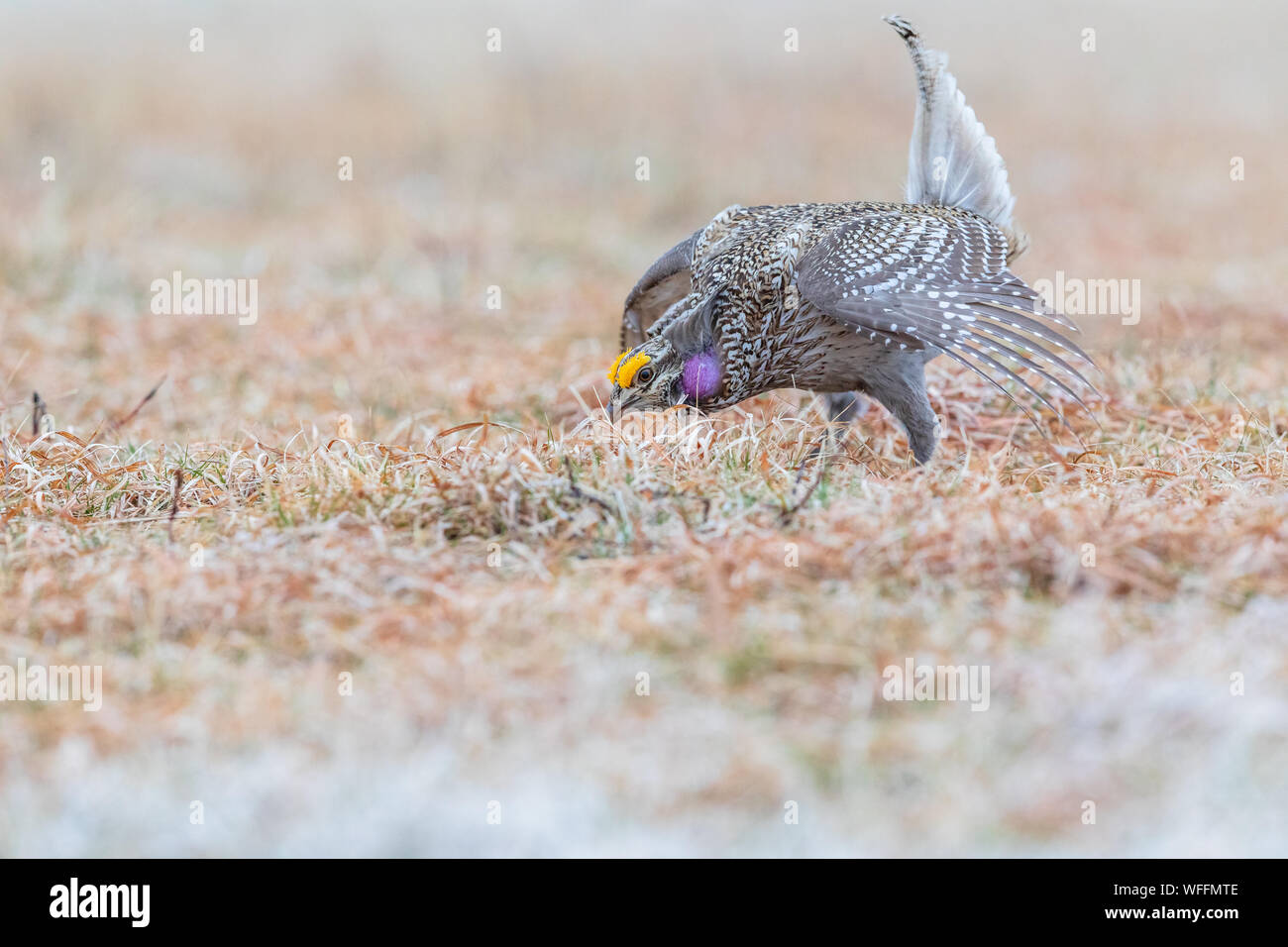 Sharp-tailed grouse dancing on a lek in the Namekagon Barrens Stock ...