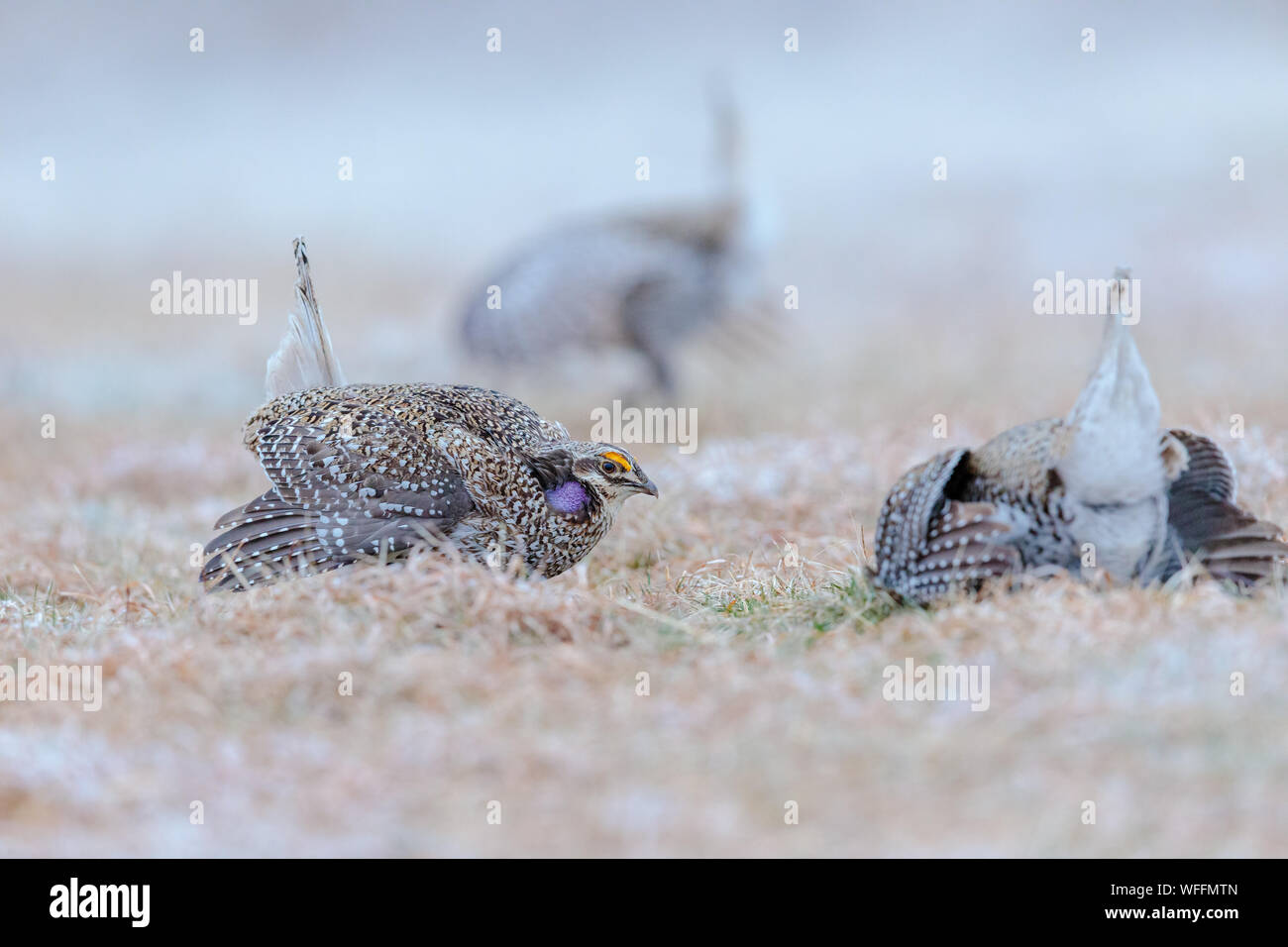 Sharp-tailed grouse dancing on a lek after a spring snow shower Stock ...