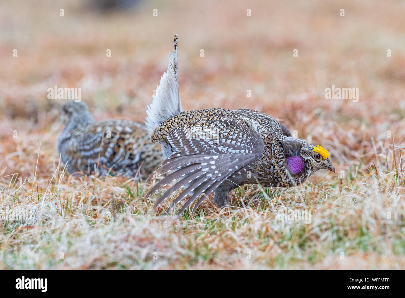 Sharp-tailed grouse dancing on a lek in the Namekagon Barrens Stock ...