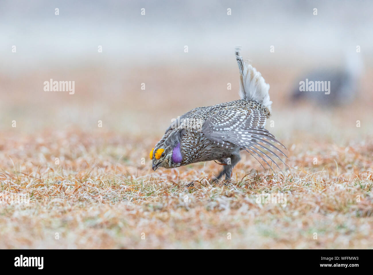 Sharp-tailed grouse dancing on a lek in the Namekagon Barrens Stock ...