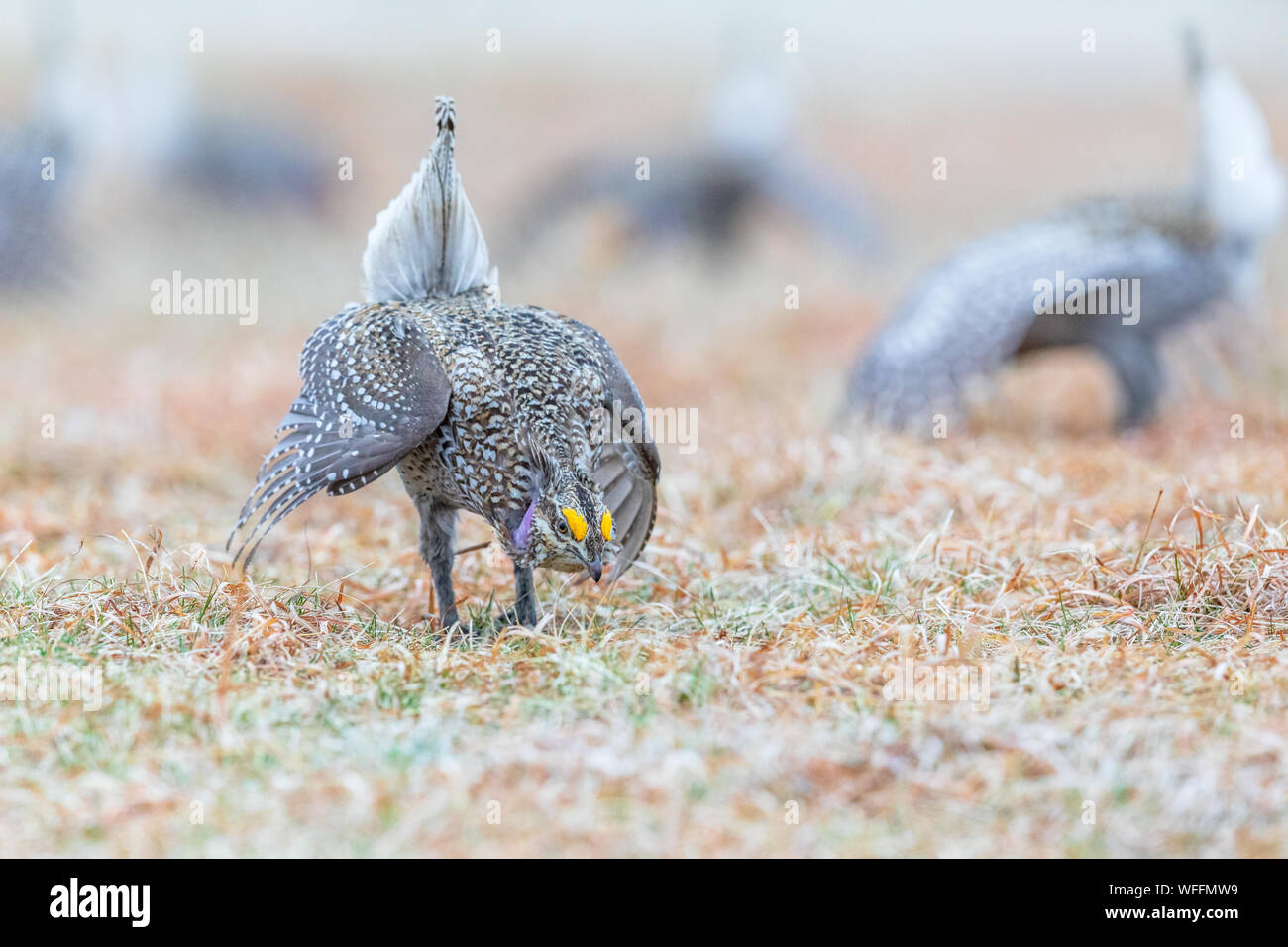 Sharp-tailed grouse dancing on a lek in the Namekagon Barrens Stock ...