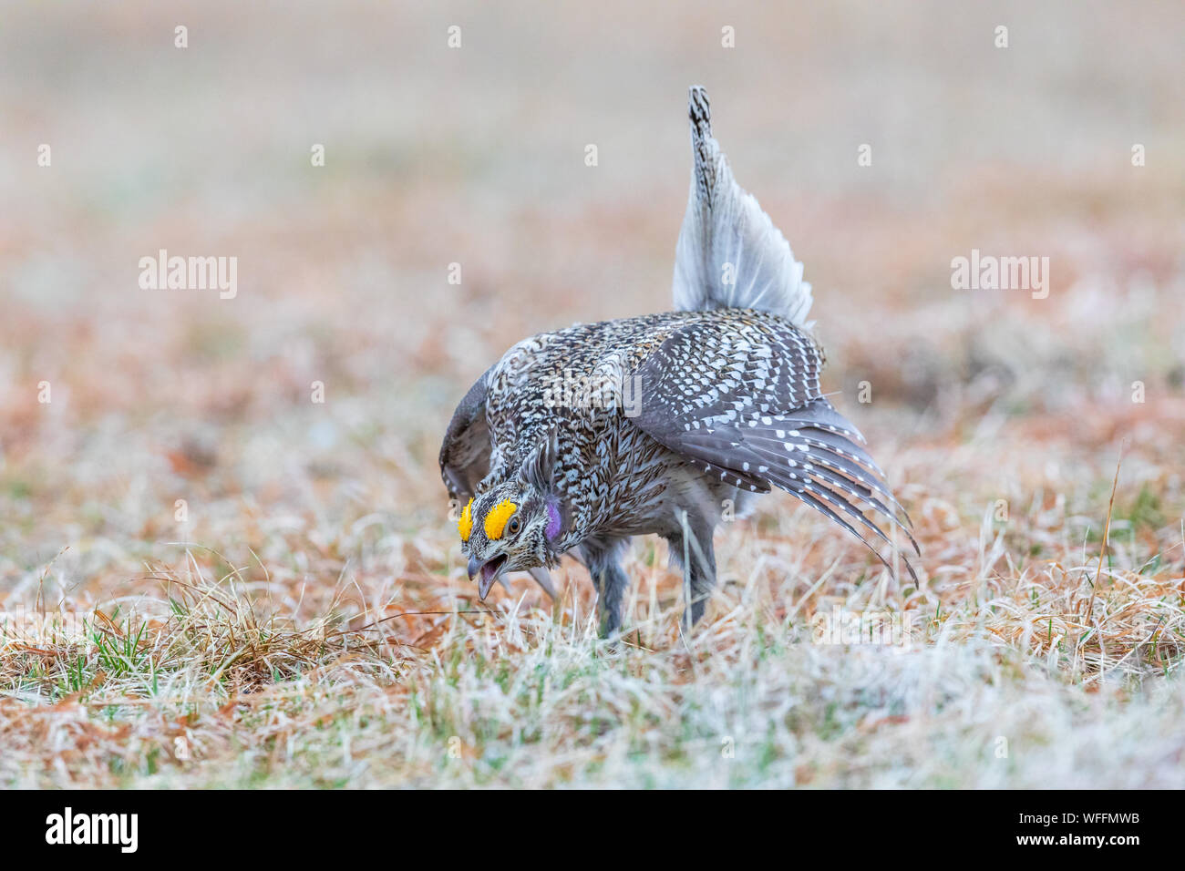 Sharp-tailed grouse dancing on a lek in the Namekagon Barrens Stock ...