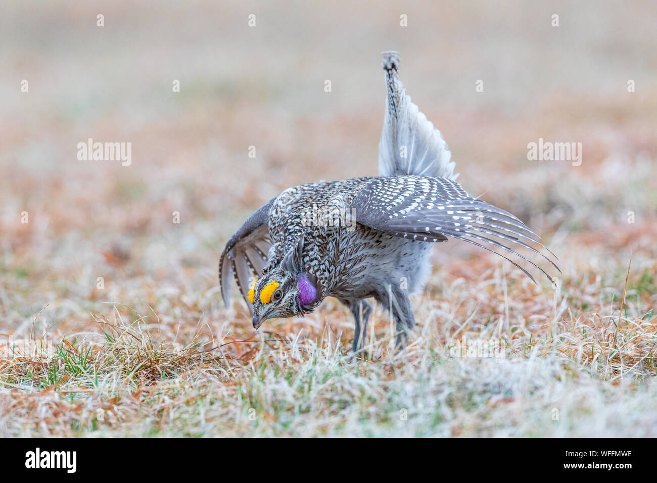 Sharp-tailed grouse dancing on a lek in the Namekagon Barrens Stock ...