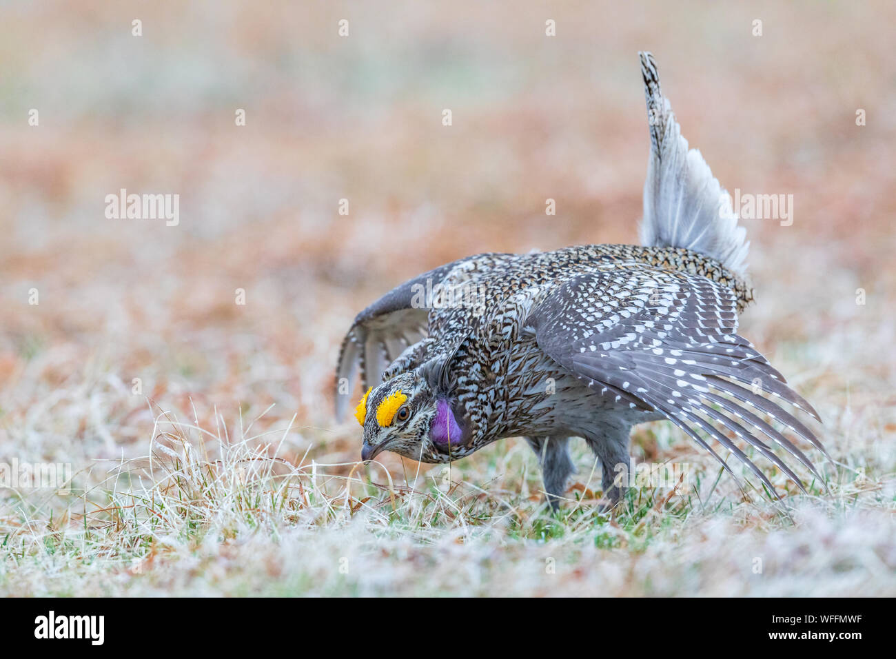 Sharp-tailed grouse dancing on a lek in the Namekagon Barrens Stock ...