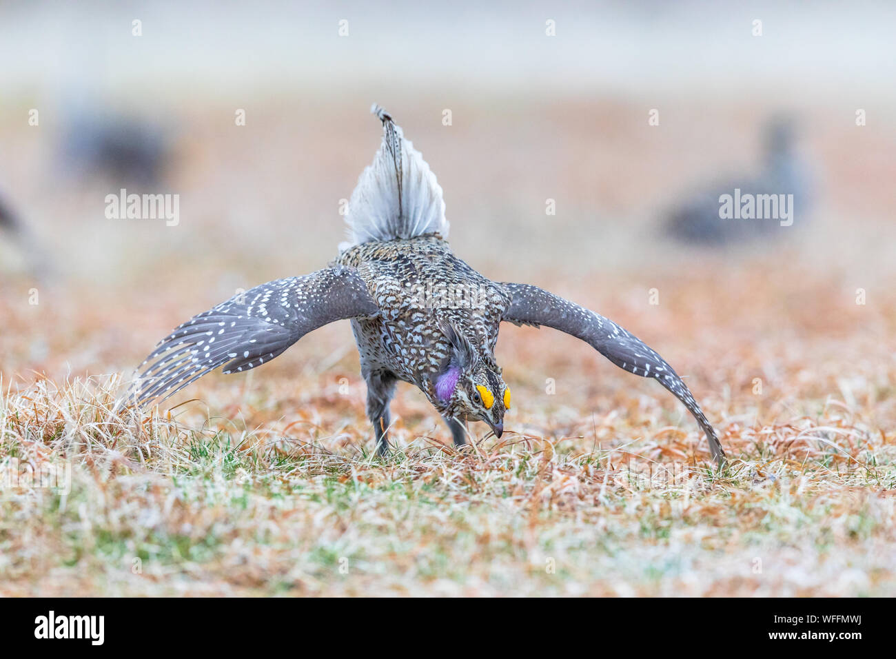 Sharp-tailed grouse dancing on a lek in the Namekagon Barrens Stock ...