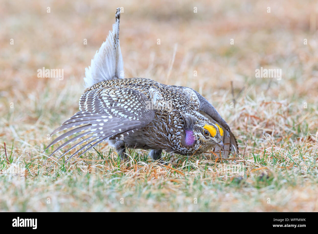 Sharp-tailed grouse dancing on a lek in the Namekagon Barrens Stock Photo - Alamy