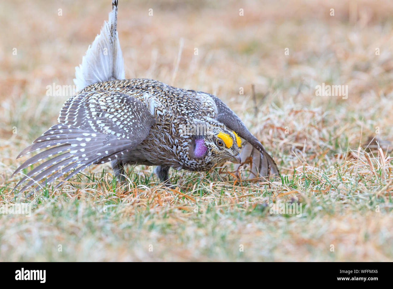 Sharp-tailed grouse dancing on a lek in the Namekagon Barrens Stock ...