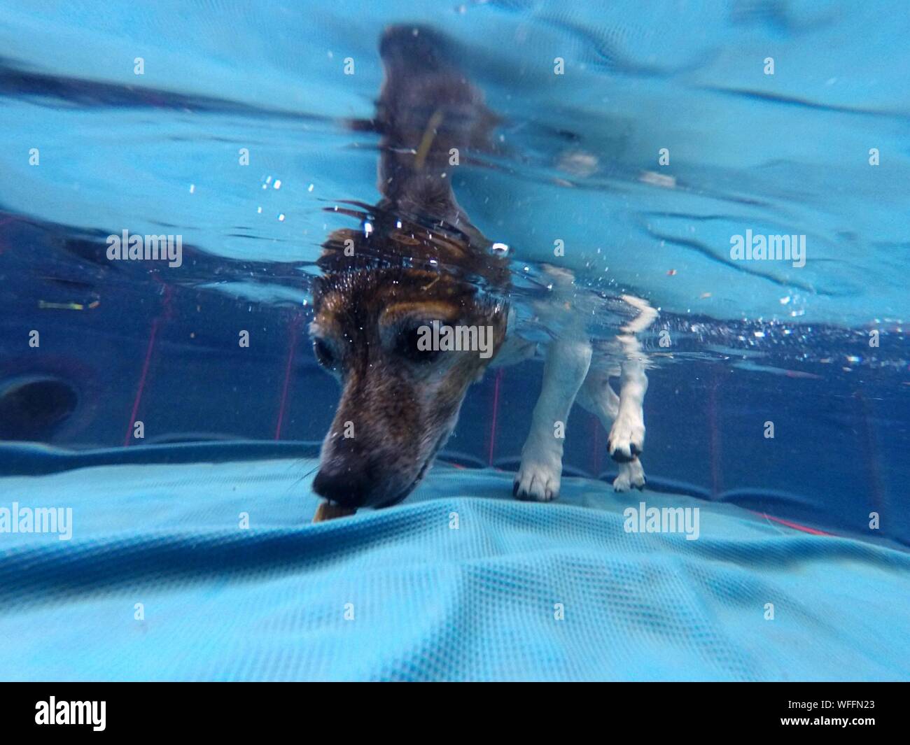 Can Dogs Swim Underwater