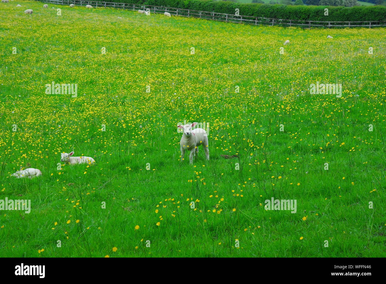 Sheep and flowers hi-res stock photography and images - Alamy