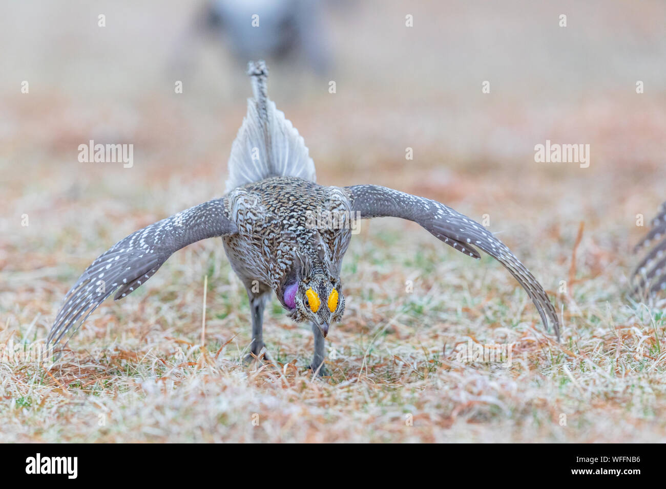 Sharp-tailed grouse dancing on a lek in the Namekagon Barrens Stock ...