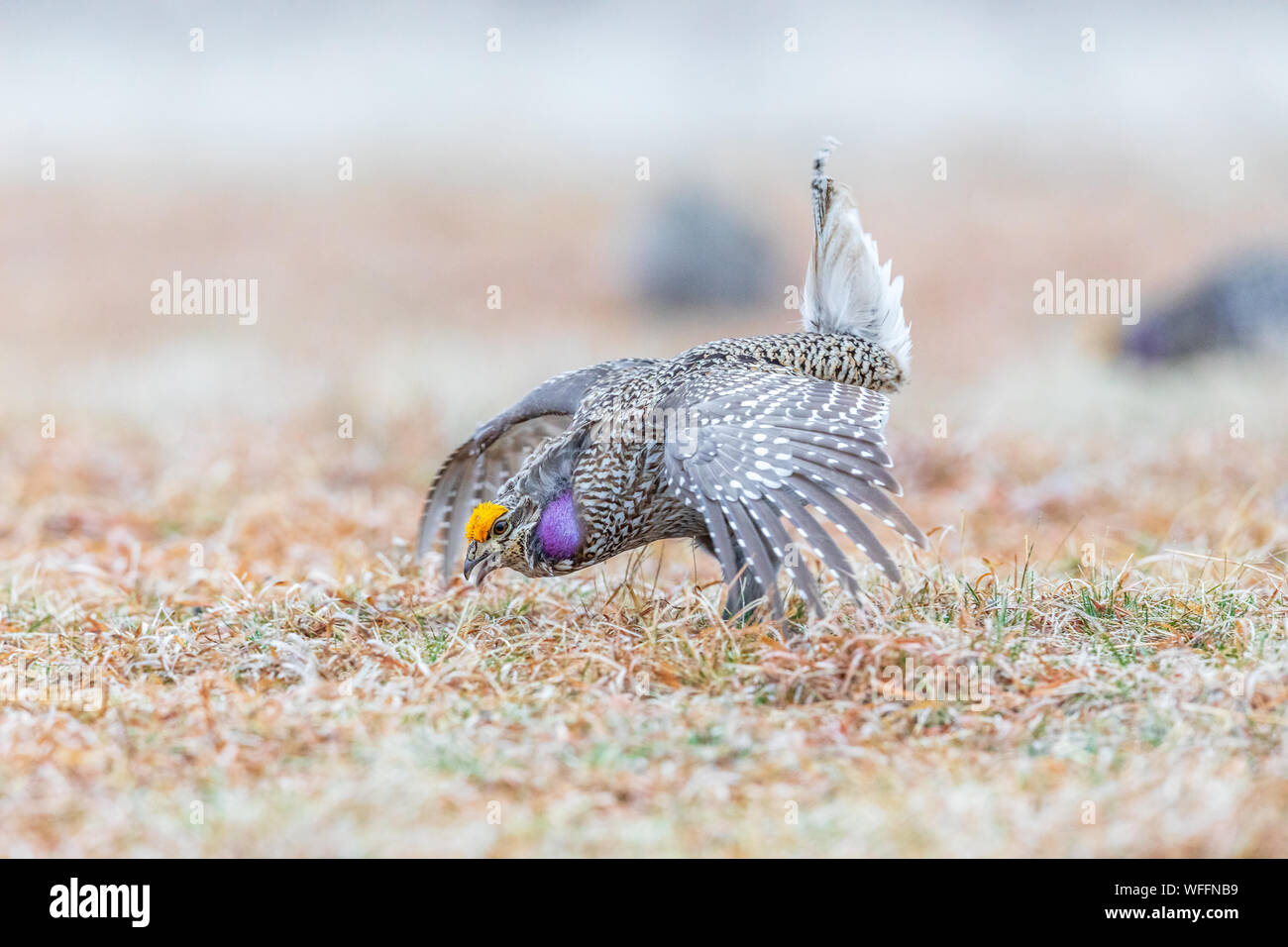 Sharp-tailed grouse dancing on a lek in the Namekagon Barrens Stock Photo - Alamy
