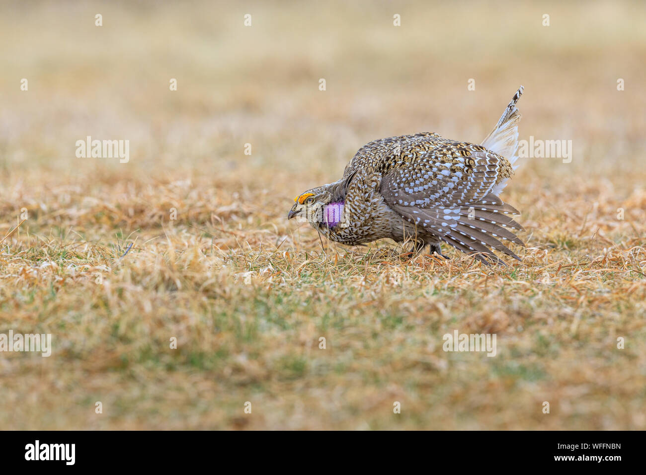 Sharp-tailed grouse dancing on a lek in the Namekagon Barrens Stock ...