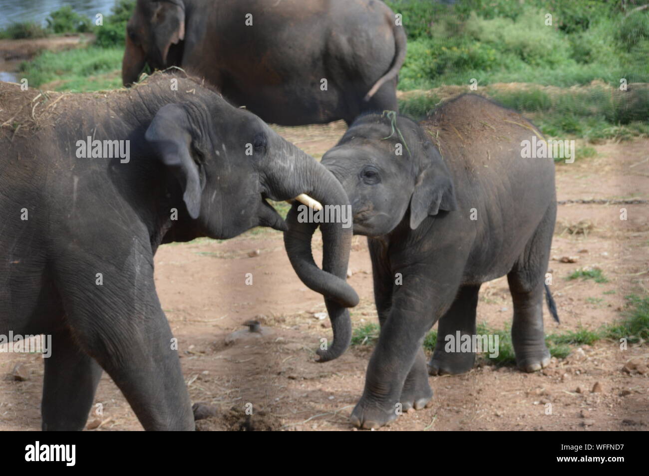 Elephants mating hi-res stock photography and images - Alamy