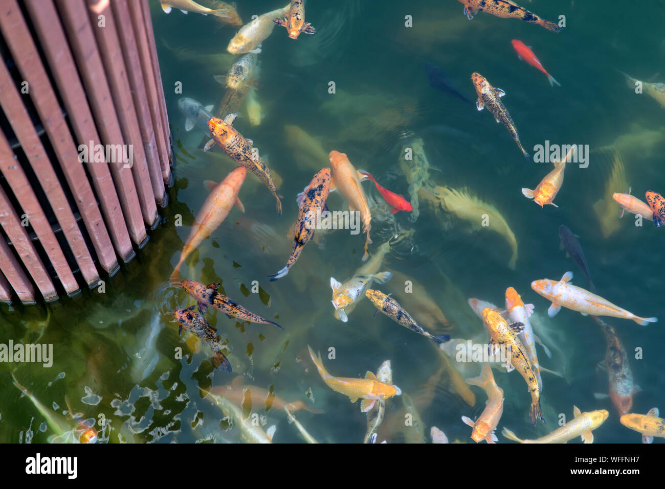 Koi carp fish hi-res stock photography and images - Alamy