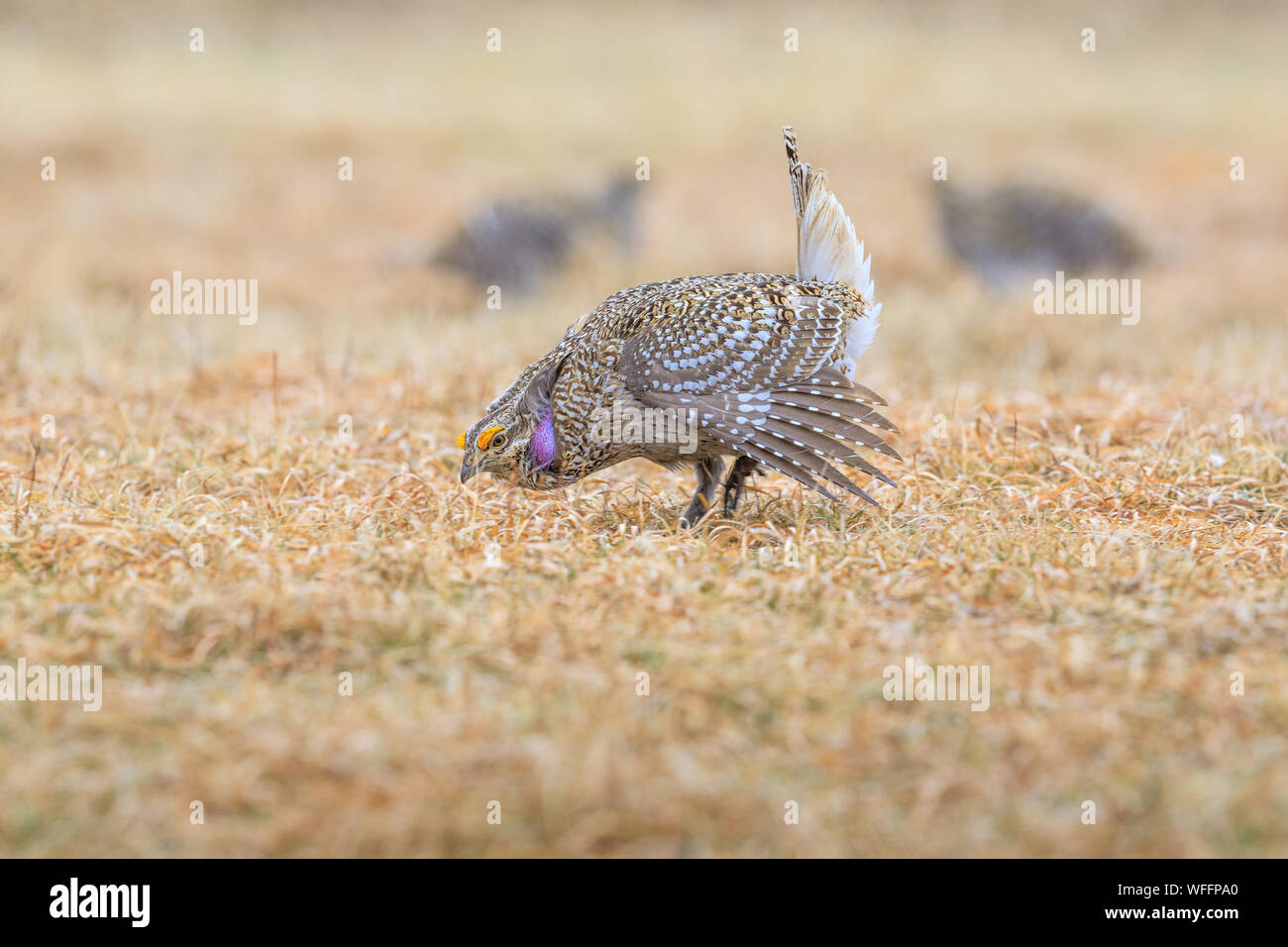 Sharp-tailed grouse dancing on a lek in the Namekagon Barrens Stock ...