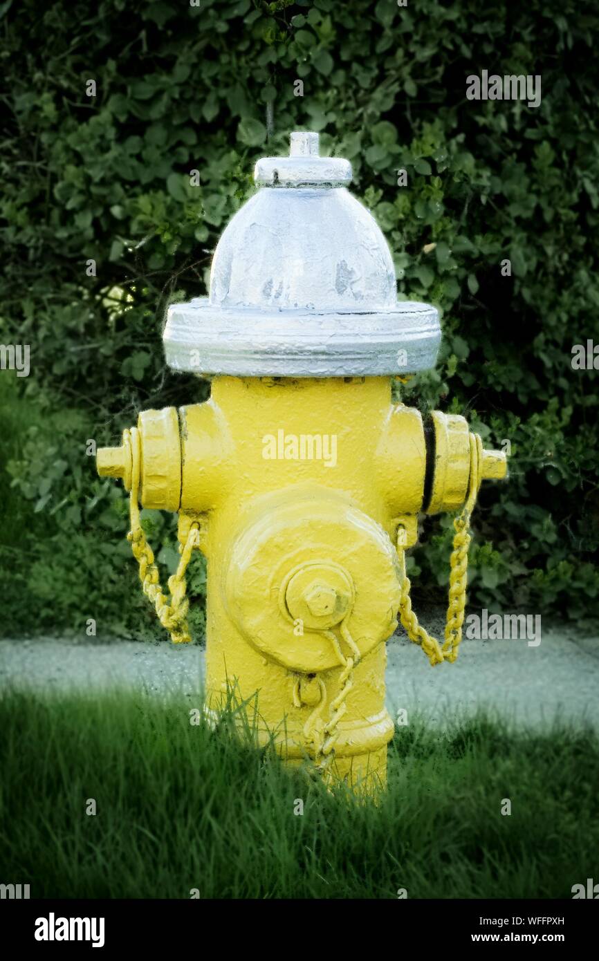 Fire hydrant with tree hi-res stock photography and images - Alamy