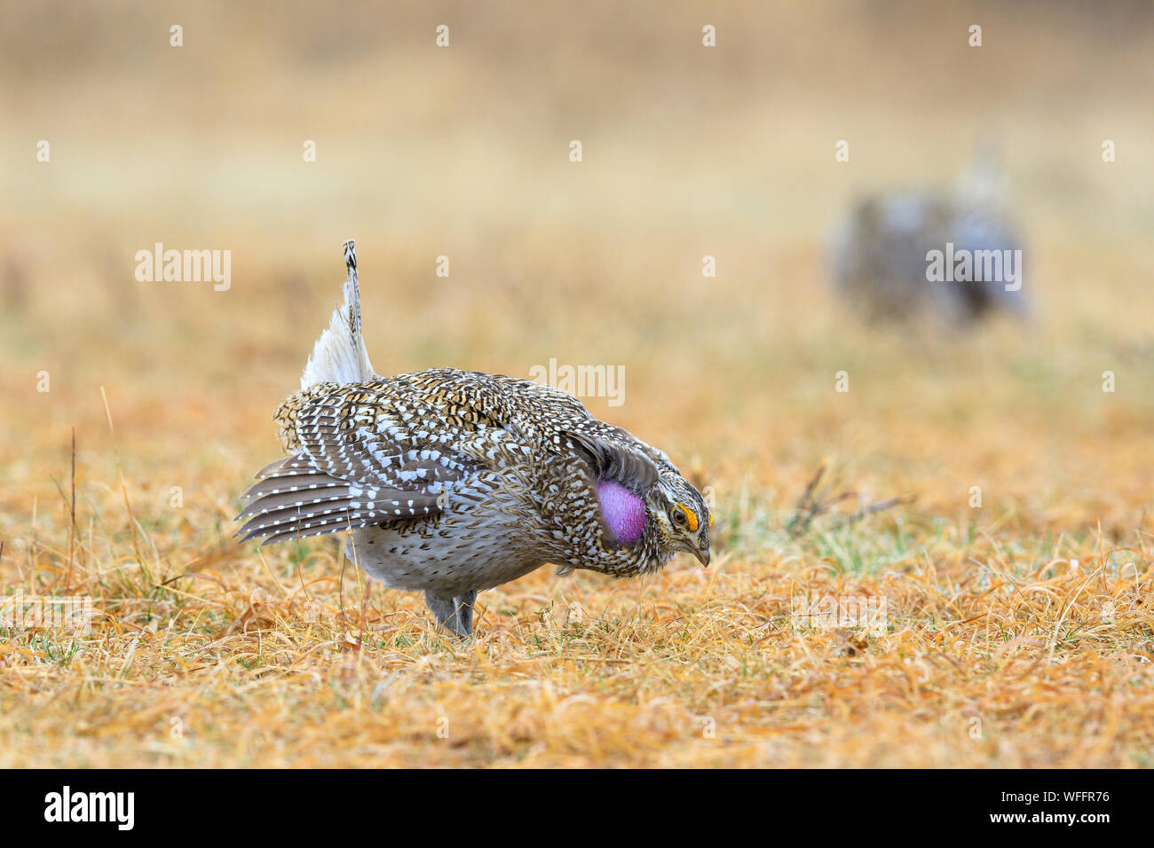 Sharp-tailed grouse dancing on a lek in the Namekagon Barrens Stock ...