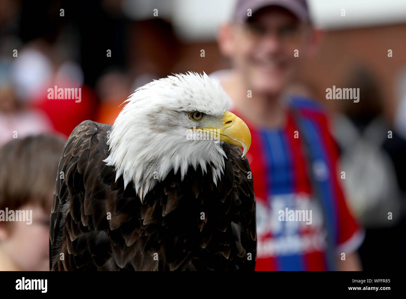 Crystal Palace mascot Kayla the Eagle ahead of the Premier League match ...