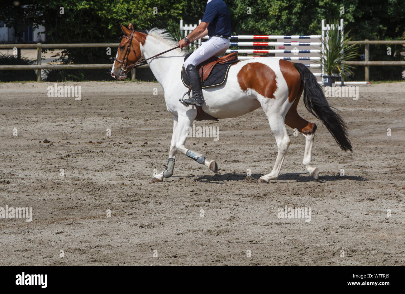 Bay pinto horse hi-res stock photography and images - Alamy