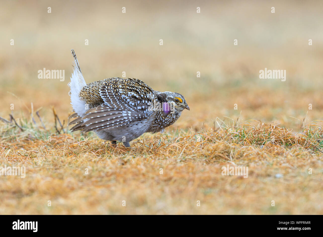 Sharp-tailed grouse dancing on a lek in the Namekagon Barrens Stock ...