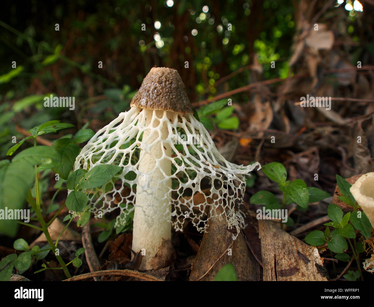 Phallus indusiatus forest hi-res stock photography and images - Alamy