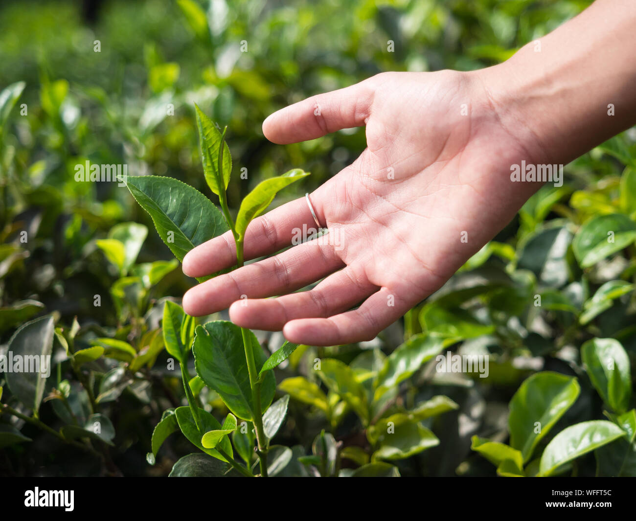Femal hand holding fragile tea leaf on tea plantation near Ella, Sri ...