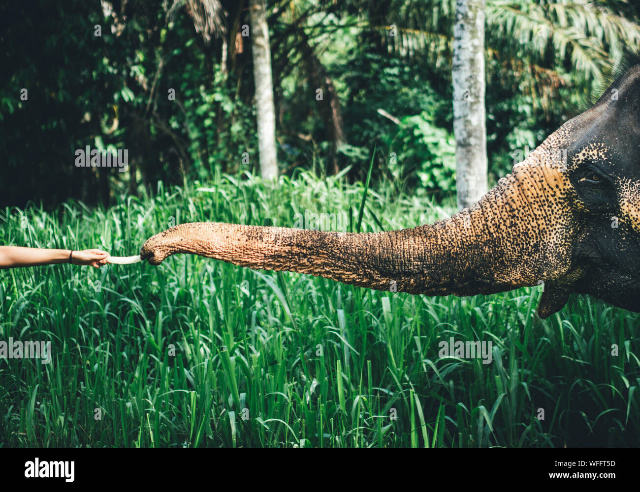 Indian elephant taking food from human arm with trunk in rain forest of ...
