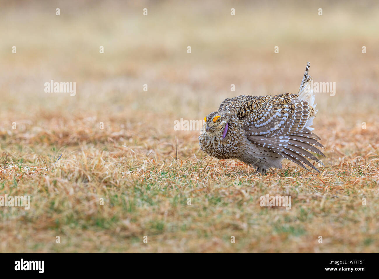 Sharp-tailed grouse dancing on a lek in the Namekagon Barrens Stock ...
