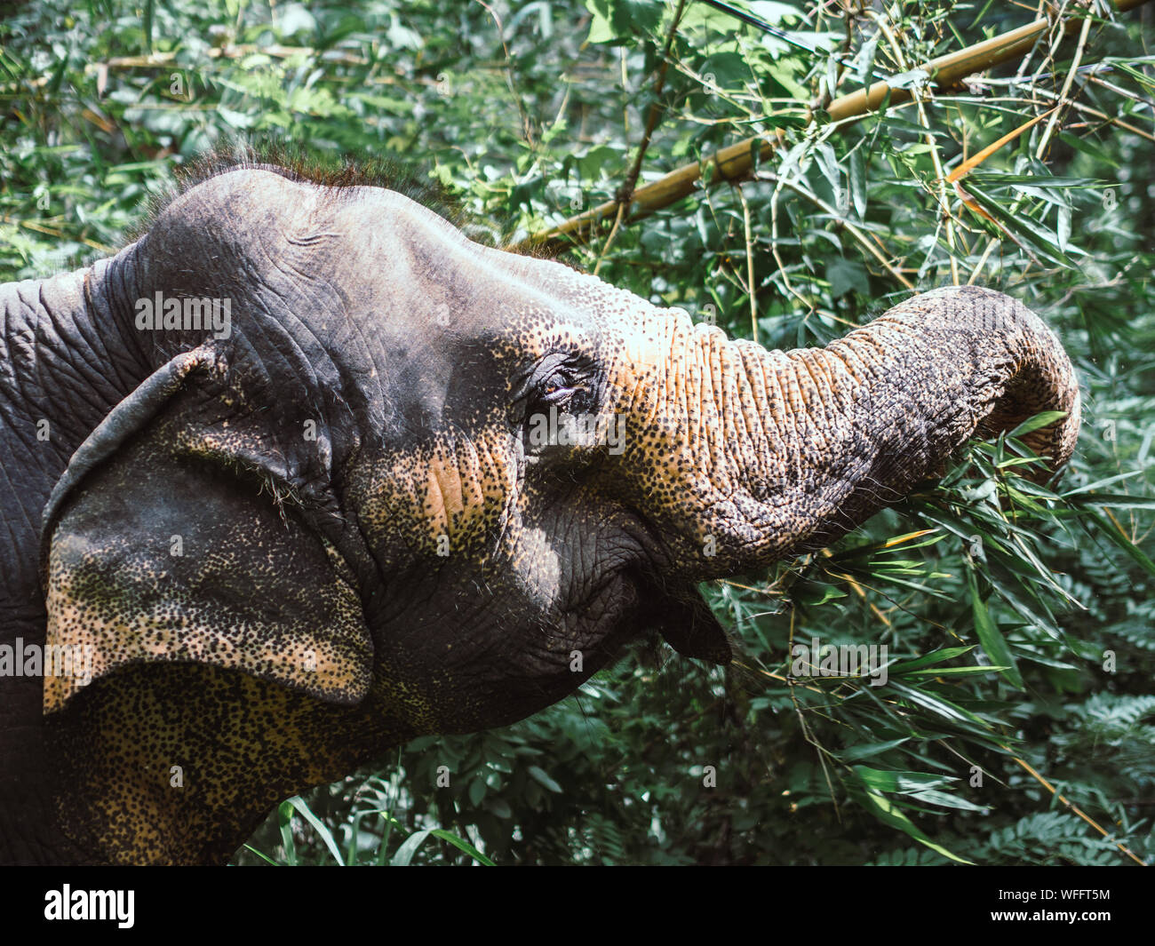 Portrait of Indian elephant eating bamboo in rain forest of Sri Lanka ...