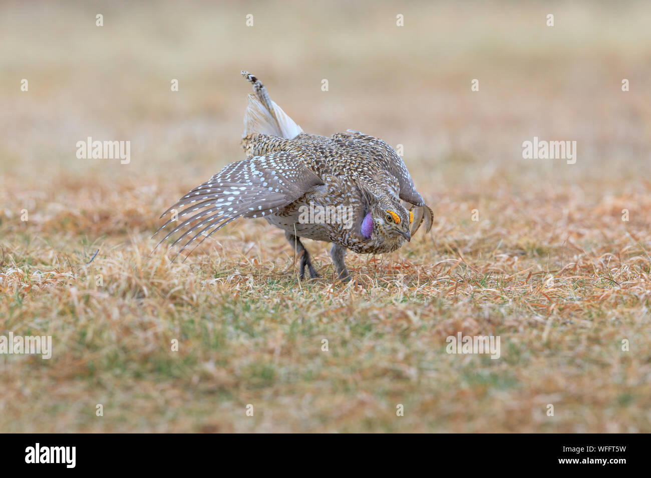 Sharp-tailed grouse dancing on a lek in the Namekagon Barrens Stock ...