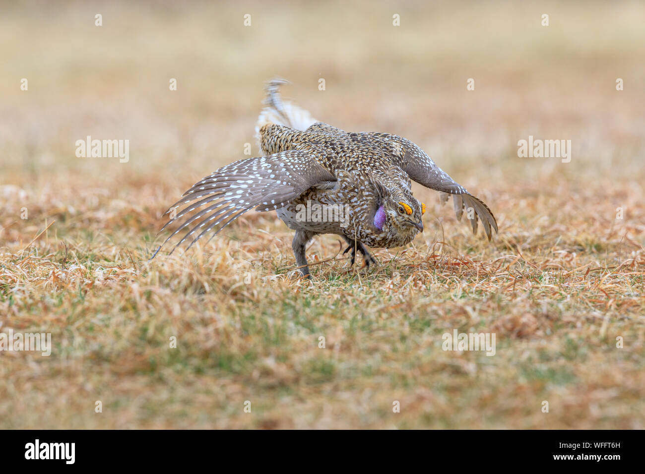 Sharp-tailed grouse dancing on a lek in the Namekagon Barrens Stock ...