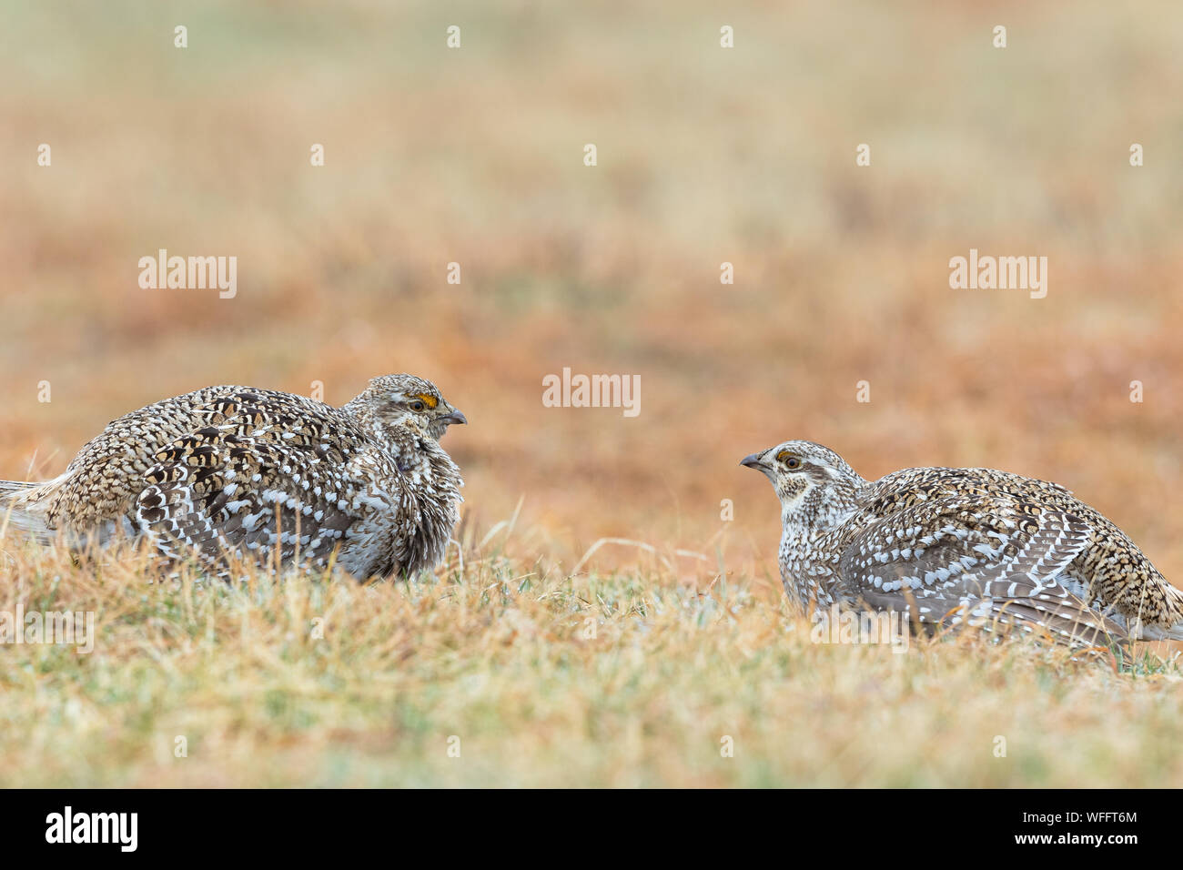 Two sharptails hi-res stock photography and images - Alamy