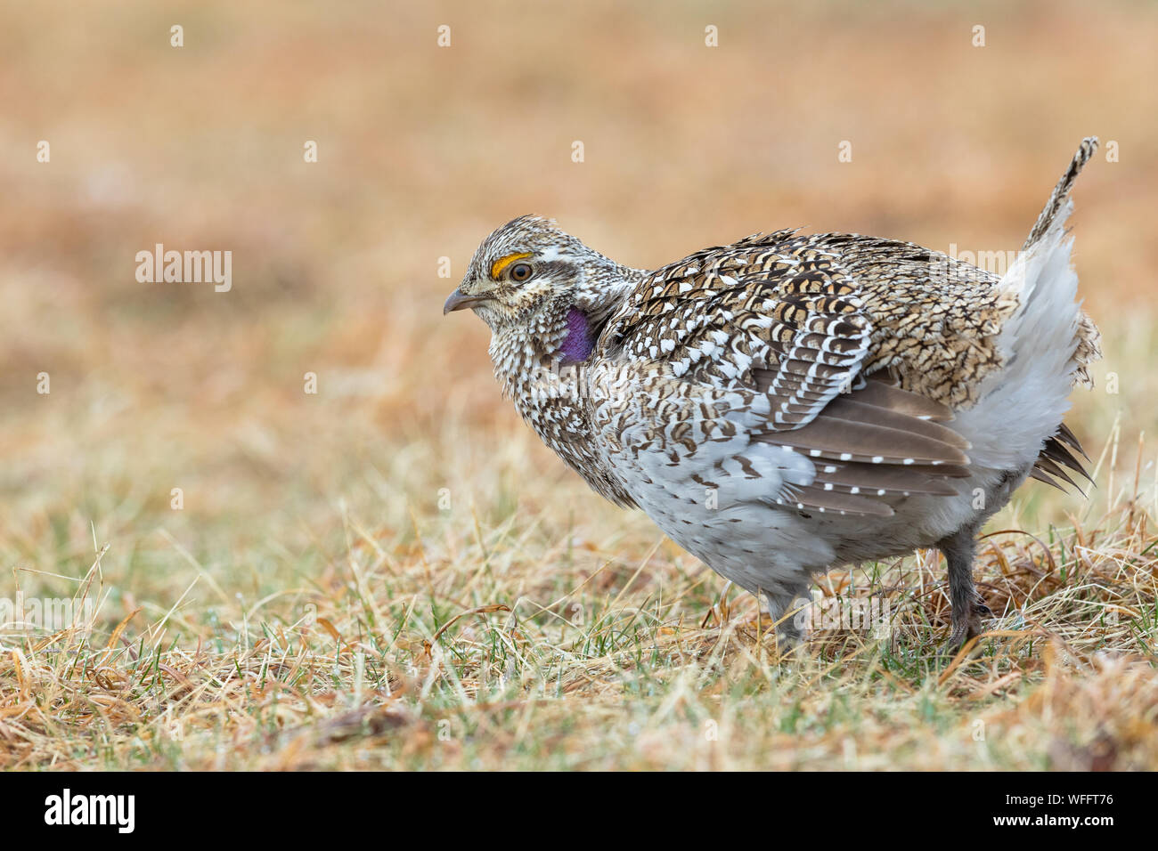 Sharp-tailed grouse dancing on a lek in the Namekagon Barrens Stock ...