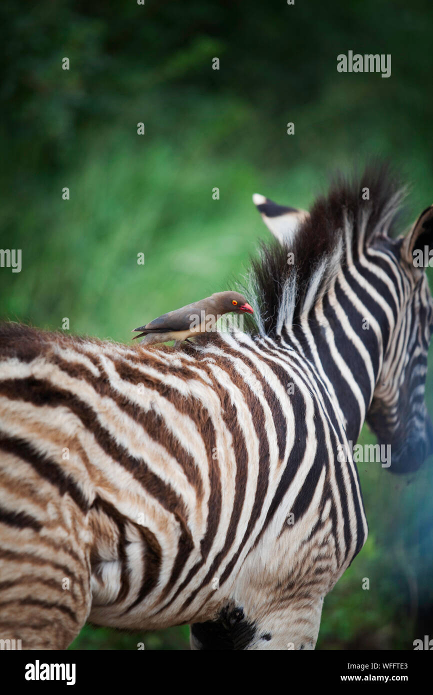 Zebra and tiger hi-res stock photography and images - Alamy