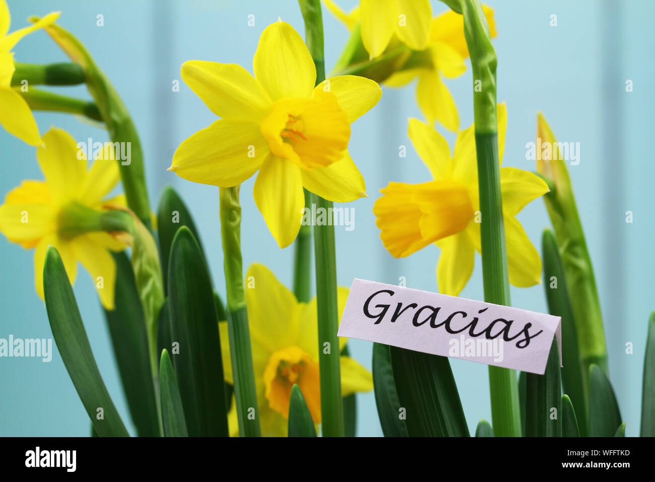 Gracias (thank you in Spanish) card with yellow daffodils Stock Photo ...