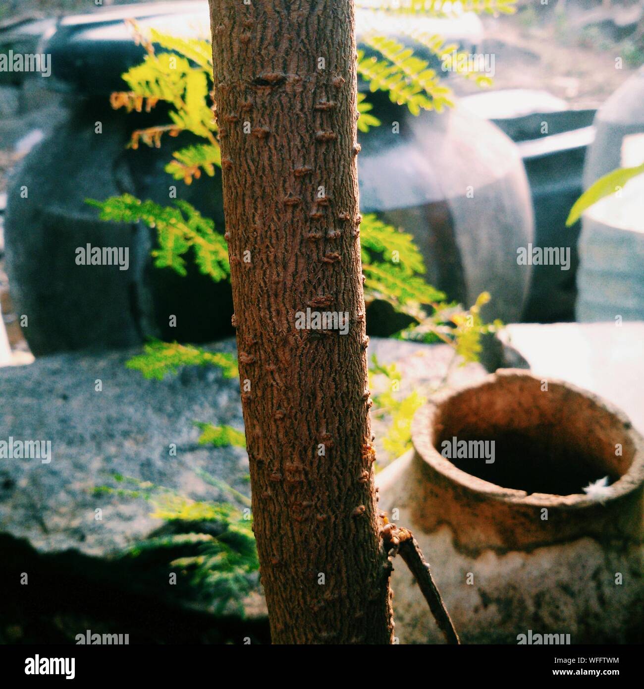 Tree Trunk By Clay Pots In Back Yard Stock Photo - Alamy