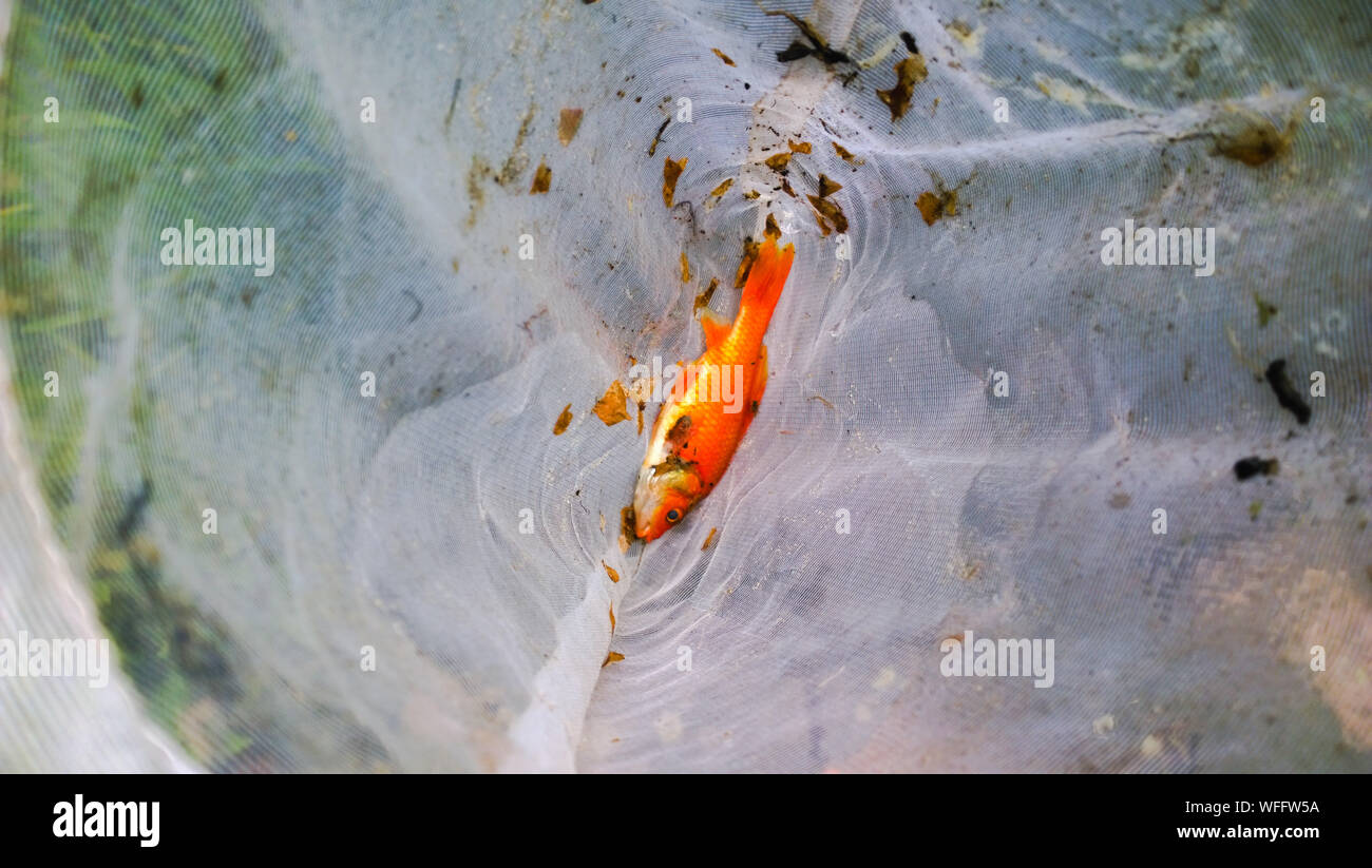Goldfish net hi-res stock photography and images - Alamy