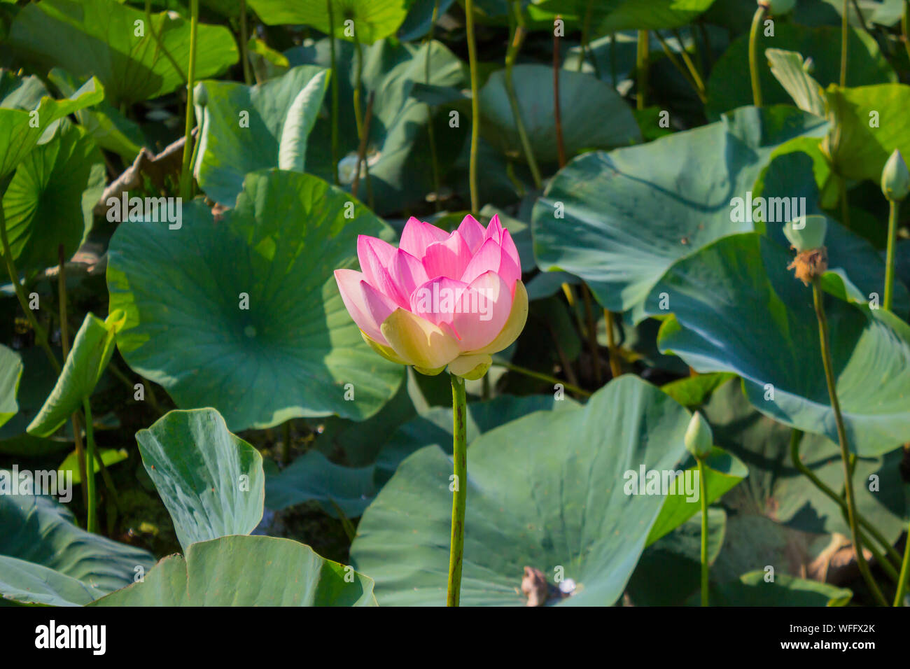 Background is the lotus leaf and lotus flower and lotus bud and tree ...