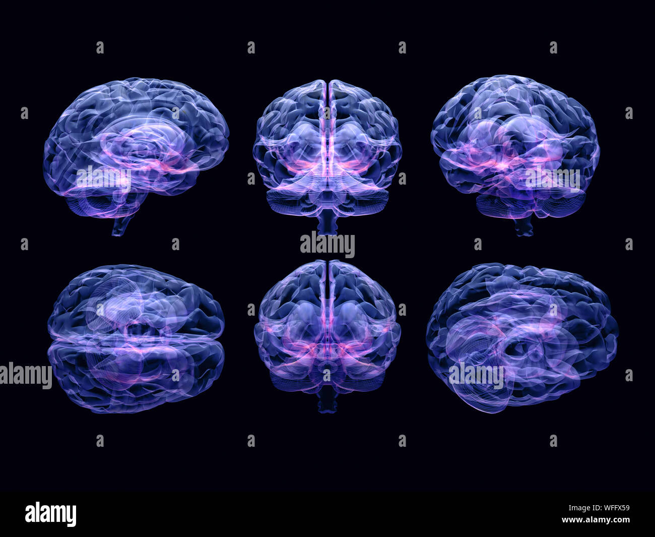 Brain anatomy hi-res stock photography and images - Alamy