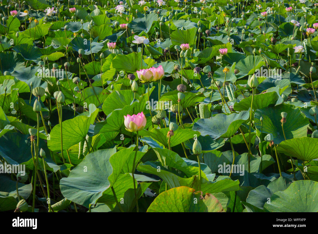 Background is the lotus leaf and lotus flower and lotus bud and tree ...