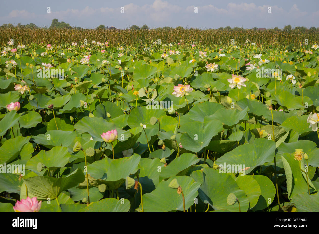 Background is the lotus leaf and lotus flower and lotus bud and tree ...