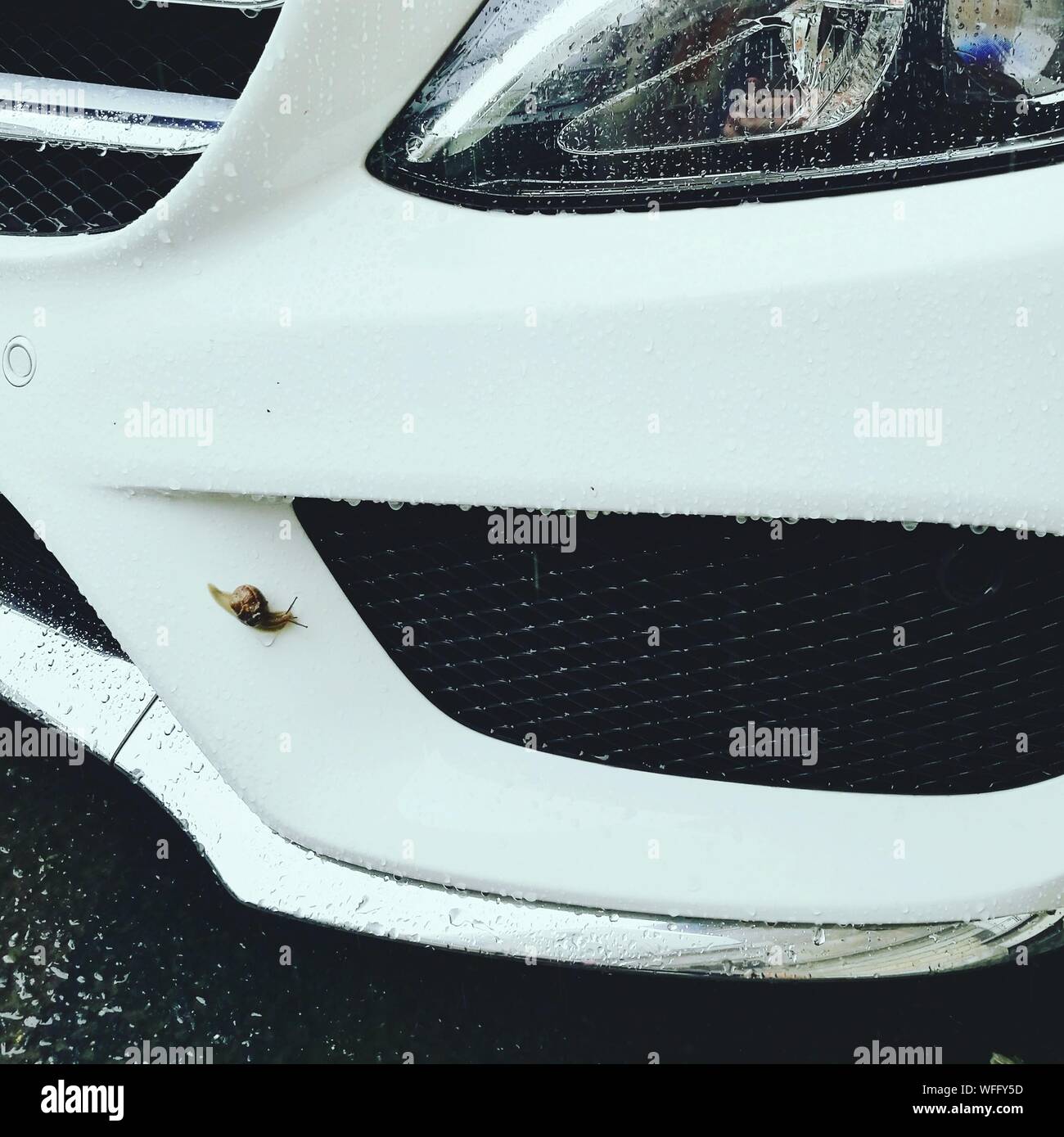 Land snail no white hi-res stock photography and images - Alamy