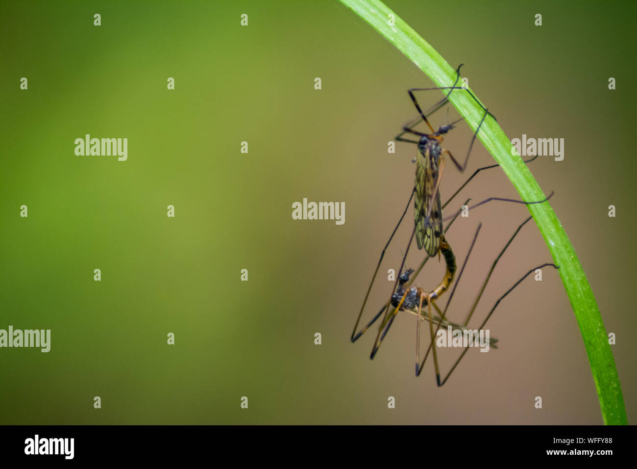 Insect mating on grass hi-res stock photography and images - Alamy