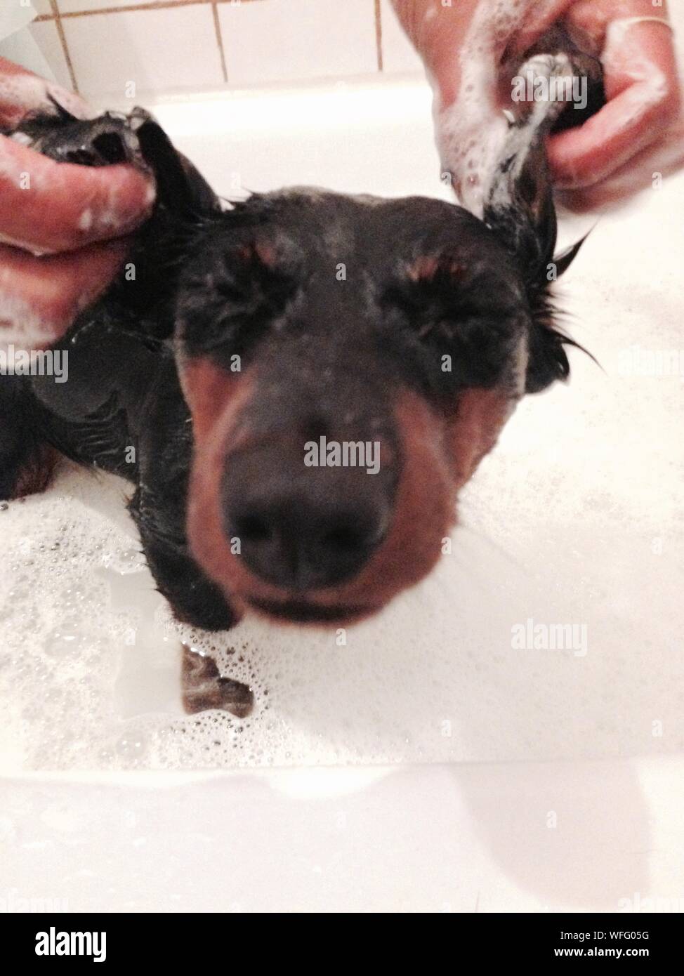 Dog man eyes hi-res stock photography and images - Alamy