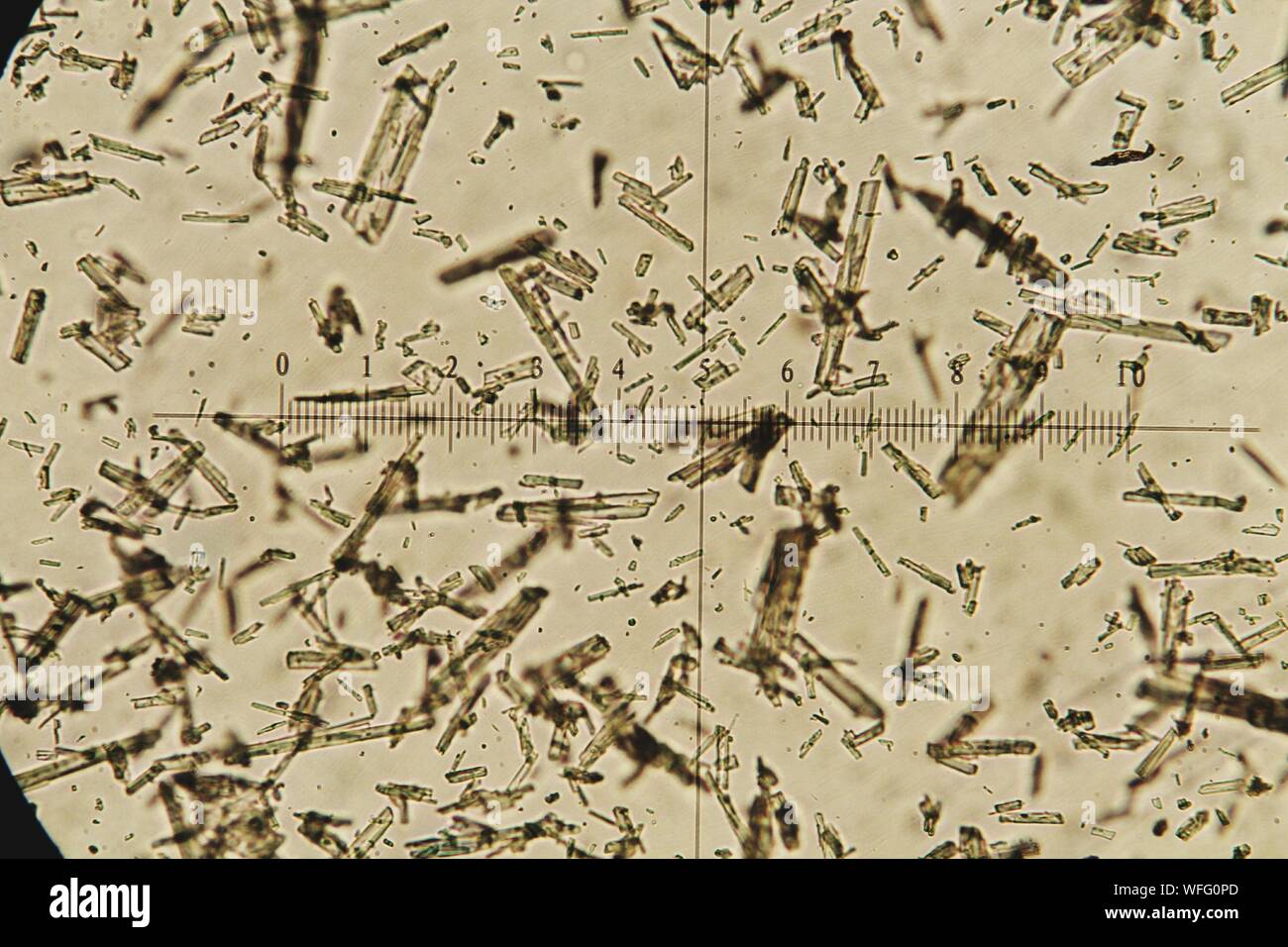 Microscope view hi-res stock photography and images - Alamy