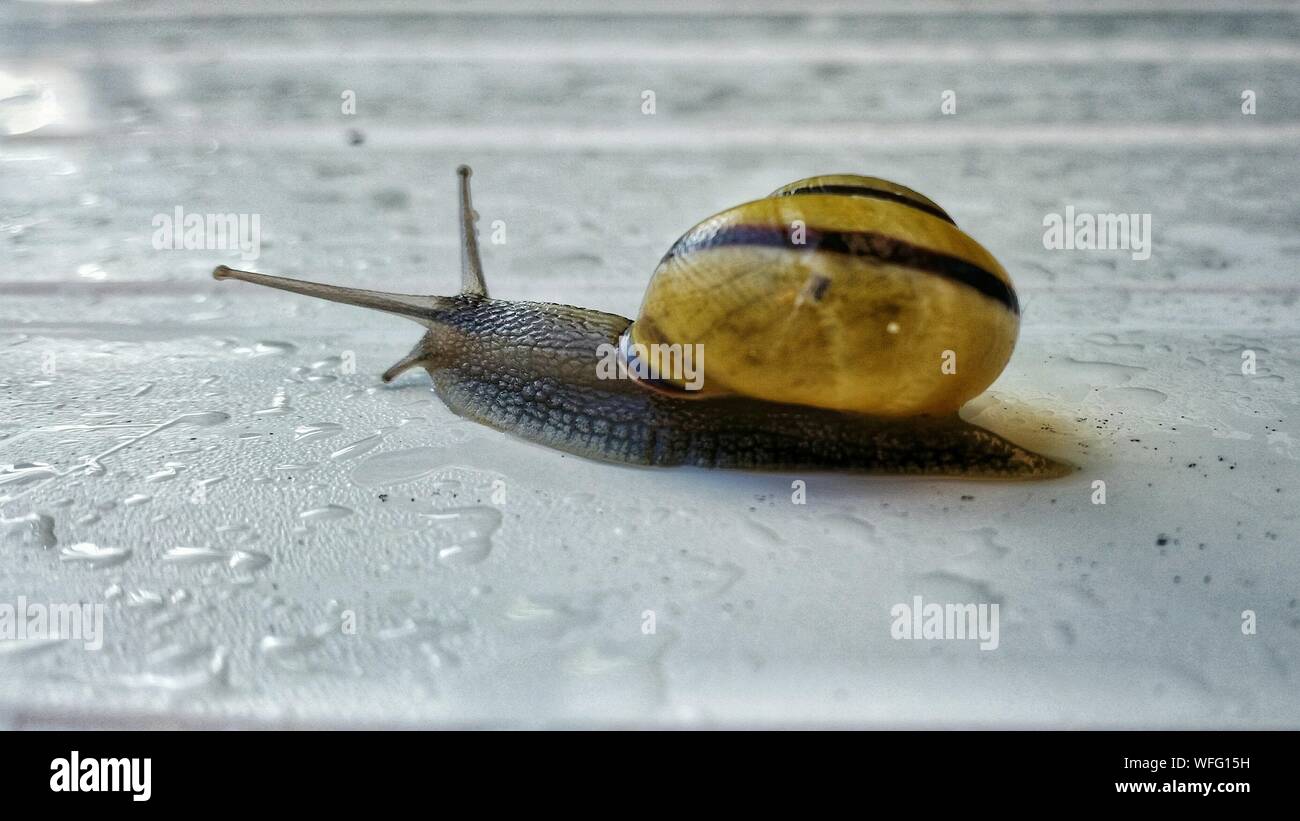 Wet snail hi-res stock photography and images - Alamy