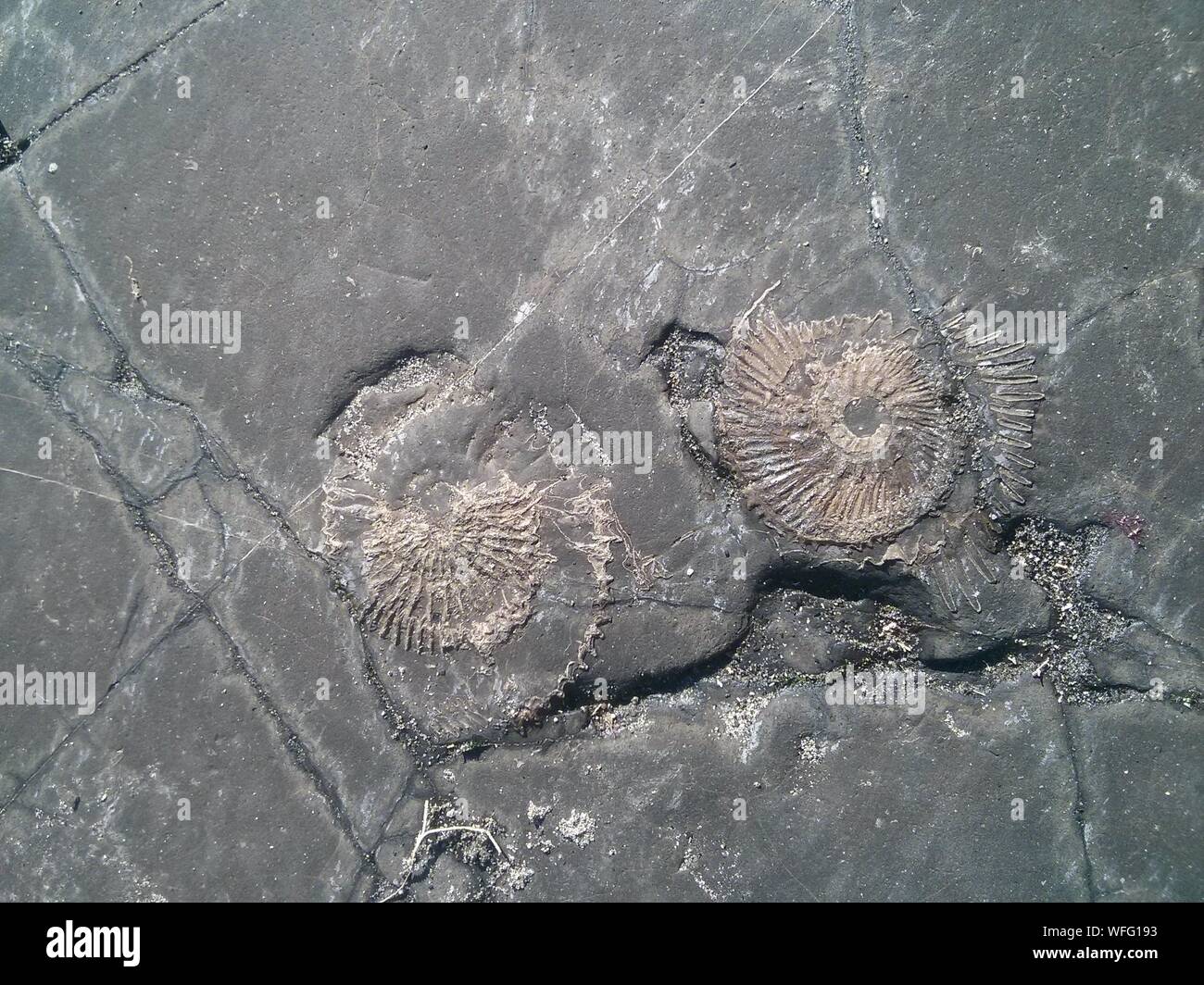 Animal fossils hi-res stock photography and images - Alamy