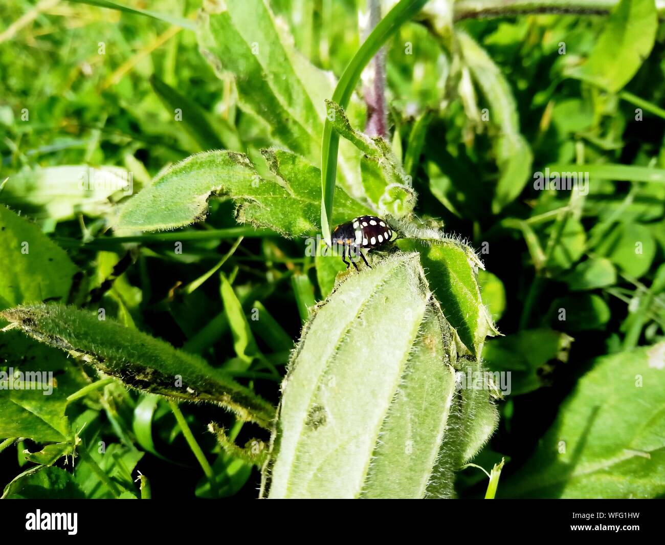 Insect plants hi-res stock photography and images - Alamy