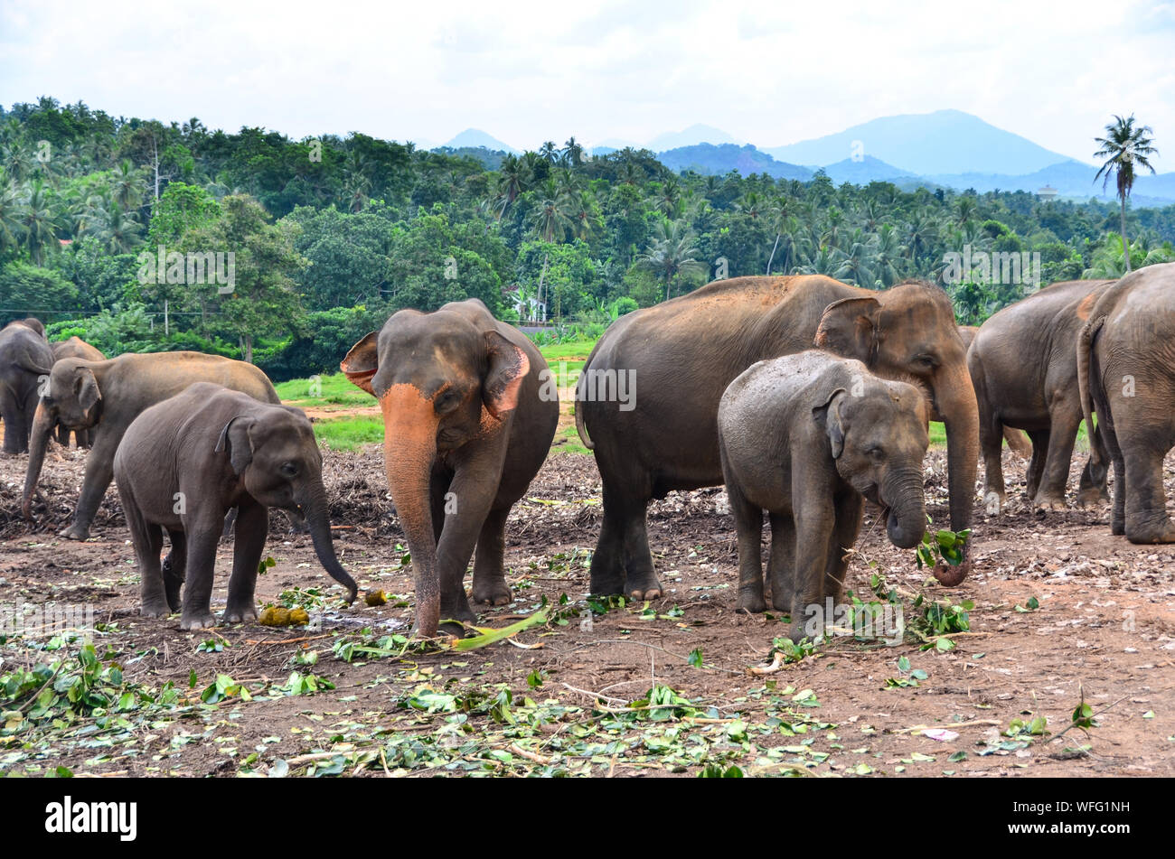 Elephants landscape hi-res stock photography and images - Alamy
