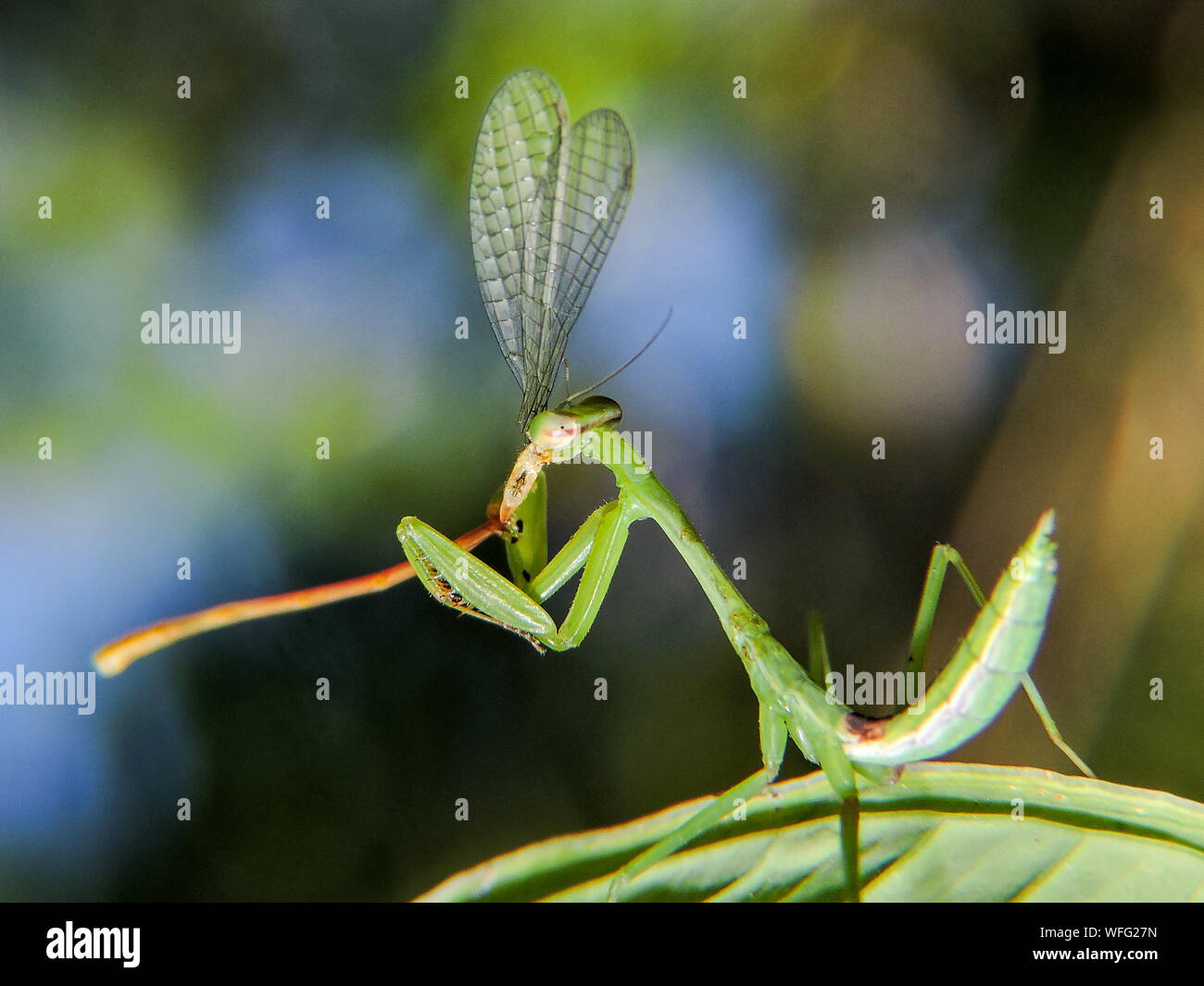 Dragonfly Feeding High Resolution Stock Photography and Images - Alamy